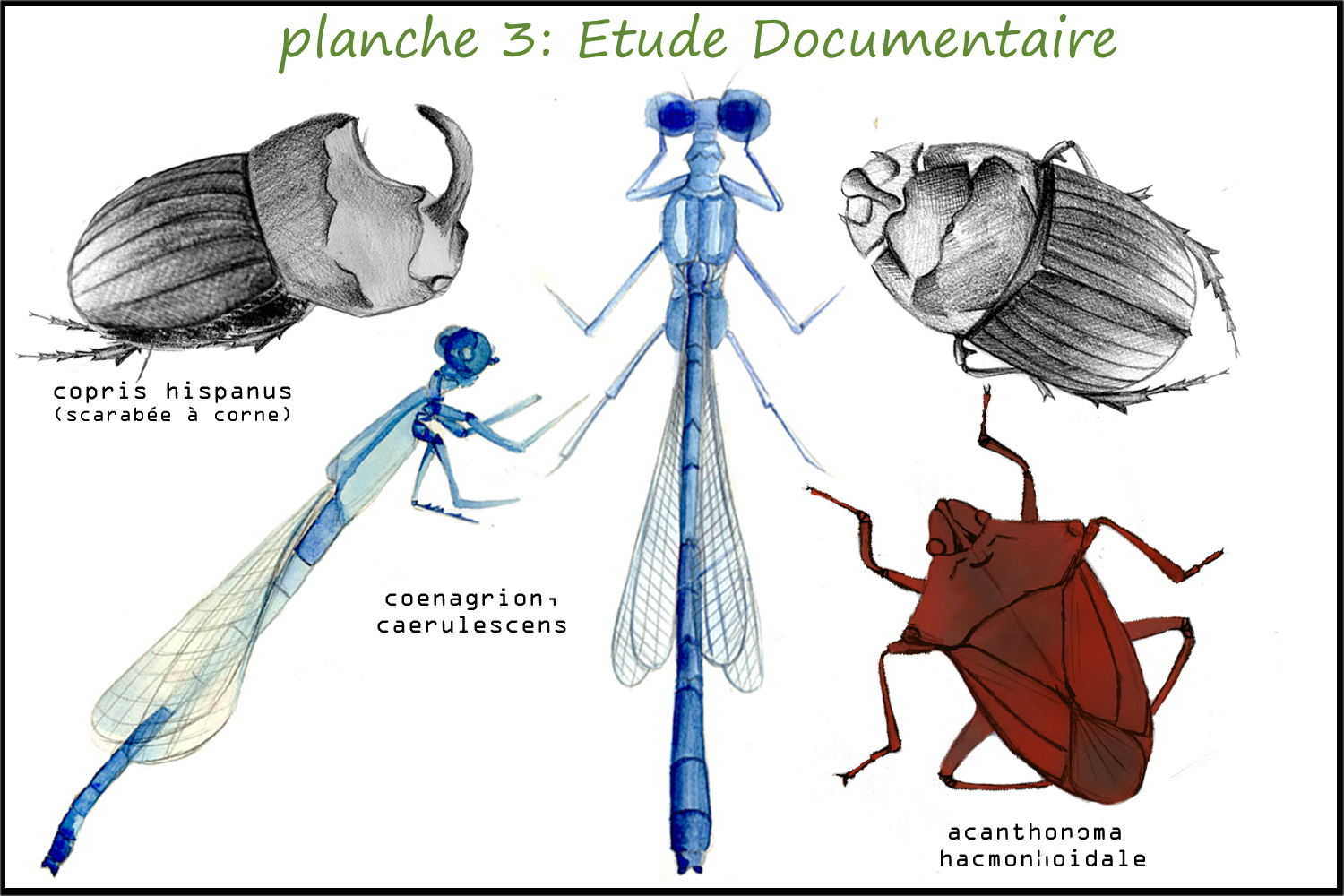 caroline crepin: Les insectes