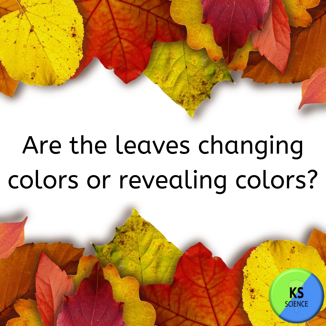 Are leaves changing colors or revealing colors? Leaf Chromatography Science