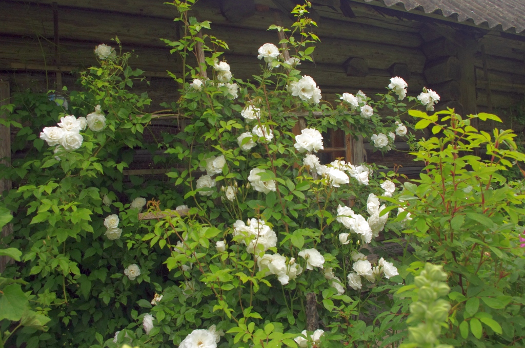 roos on roos: Pojengide....