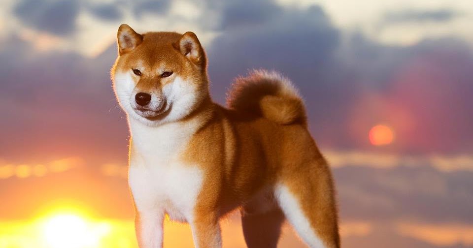 Inaridou Shiba: Shiba as a breed
