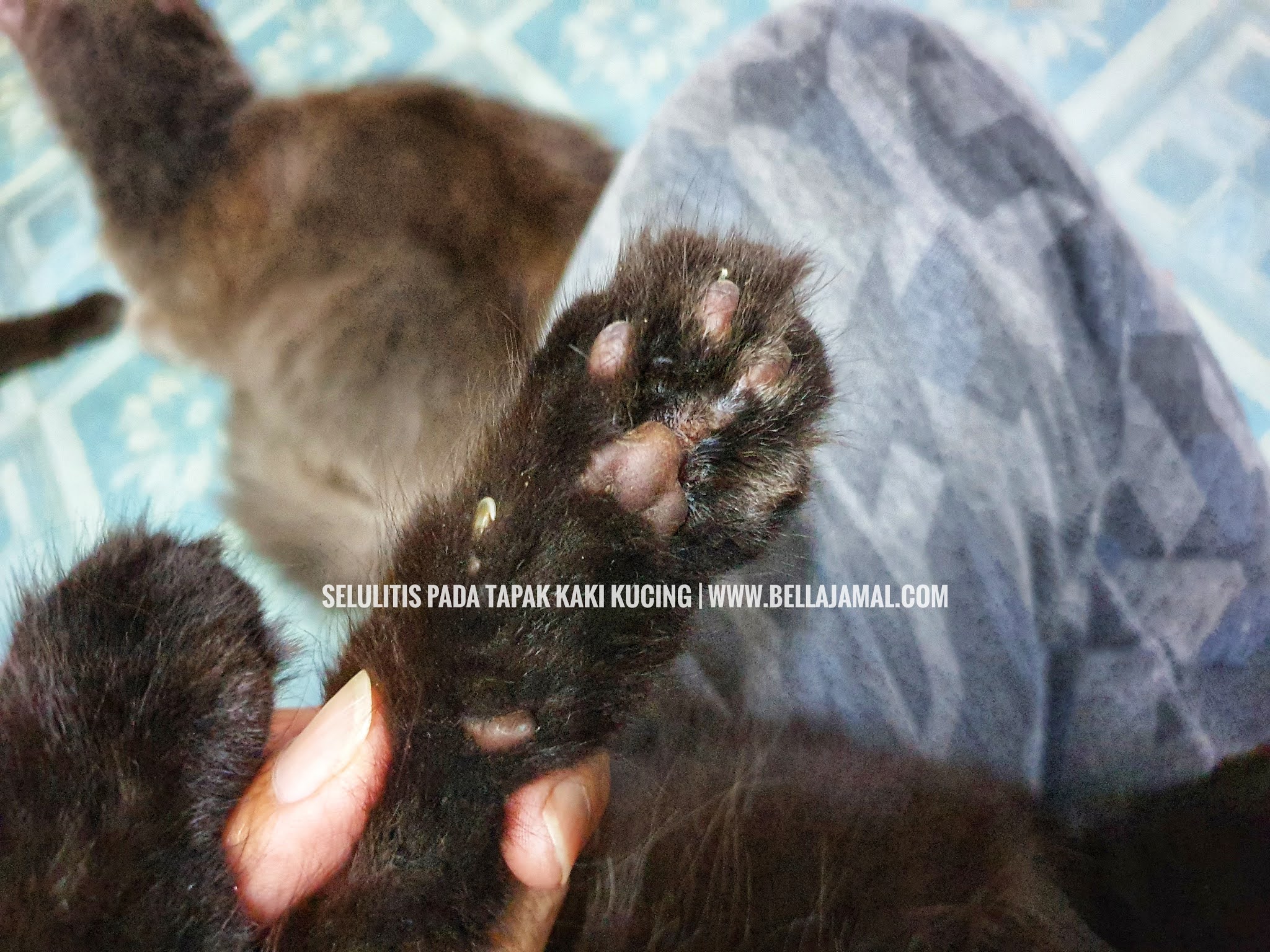 Luka pada tapak kaki kucing biasanya akan sembuh tetapi mengambil masa ...