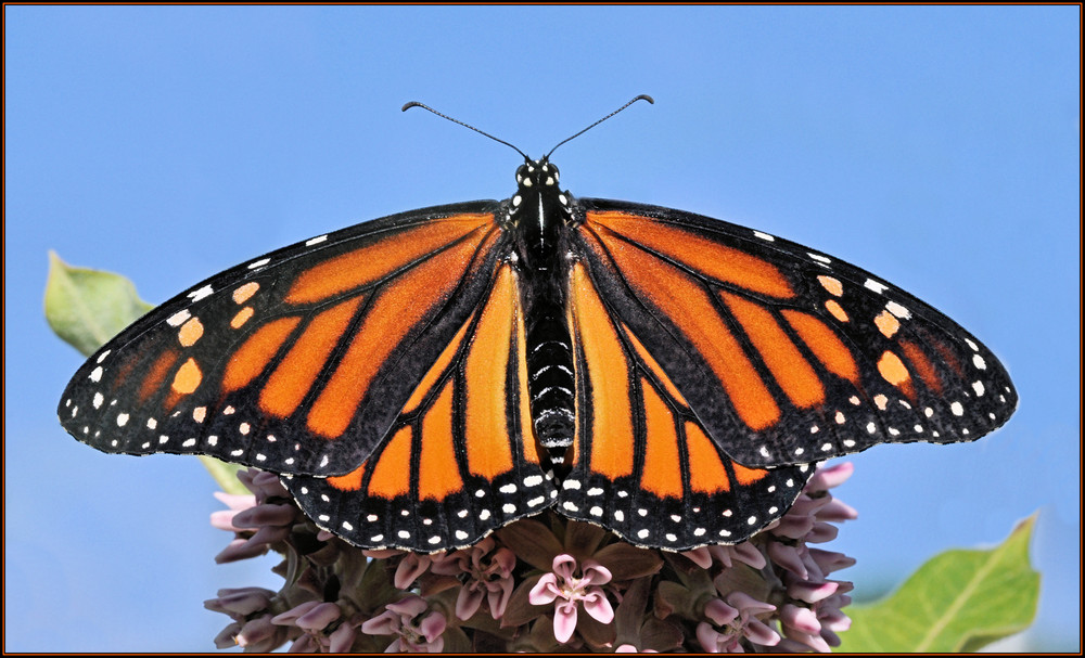 monarchfalter - Germany News Collections