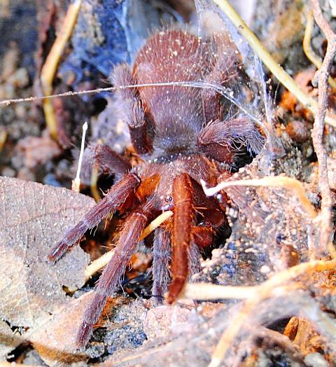 Borneo Orange Tarantula (Tarantula Facts)