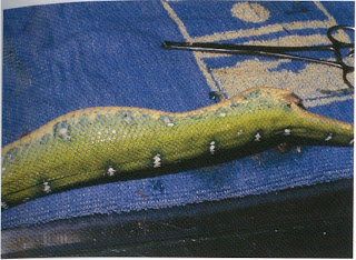 5 Penyakit yang sering terjadi di ular | HOBBY REPTIL