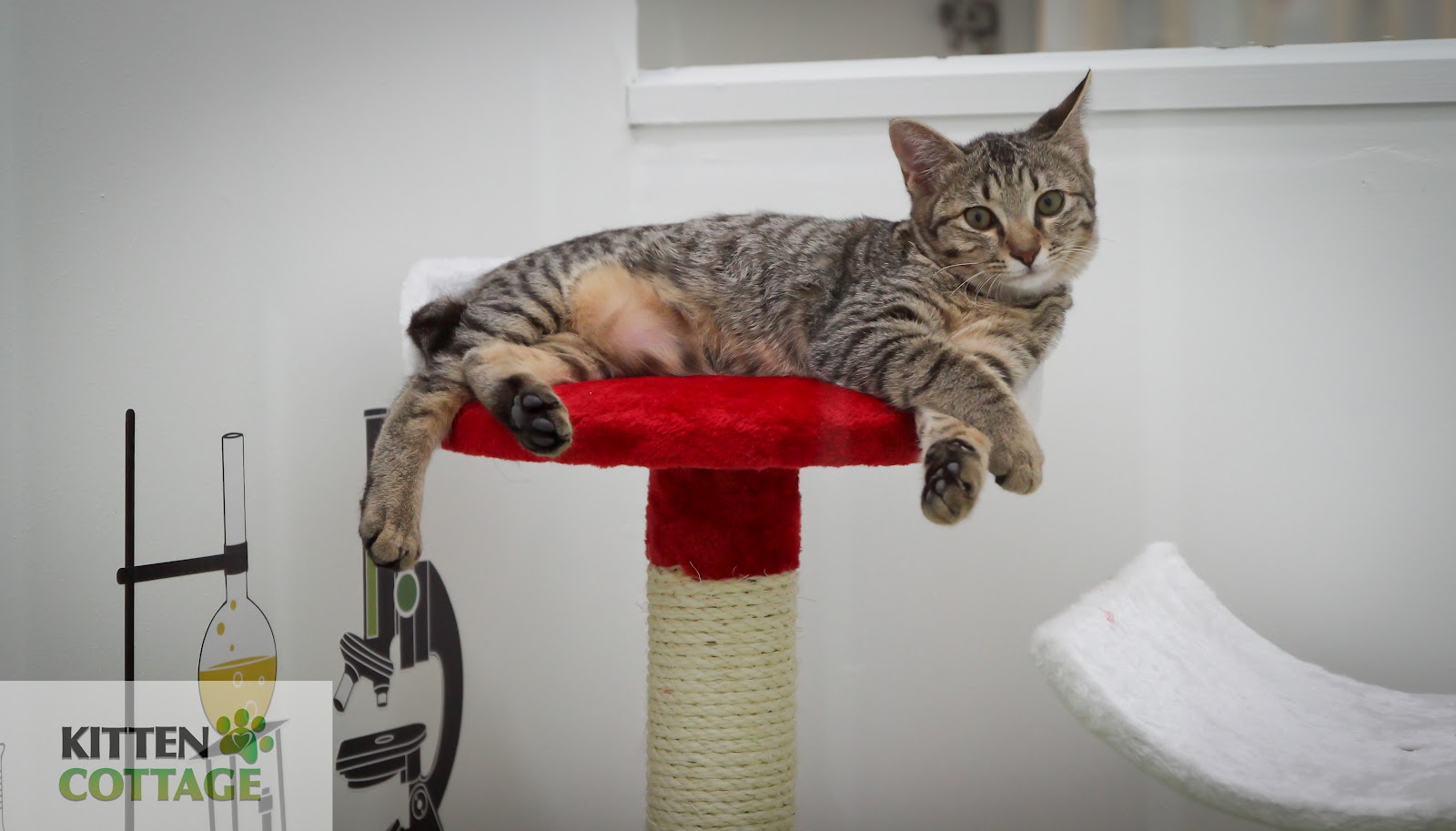 Kitten Cottage: About Us