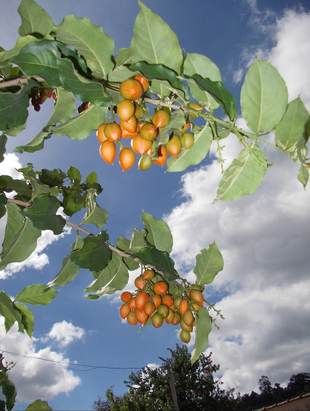 Andanças: Arbusto exótico: Tâmara Espanhola