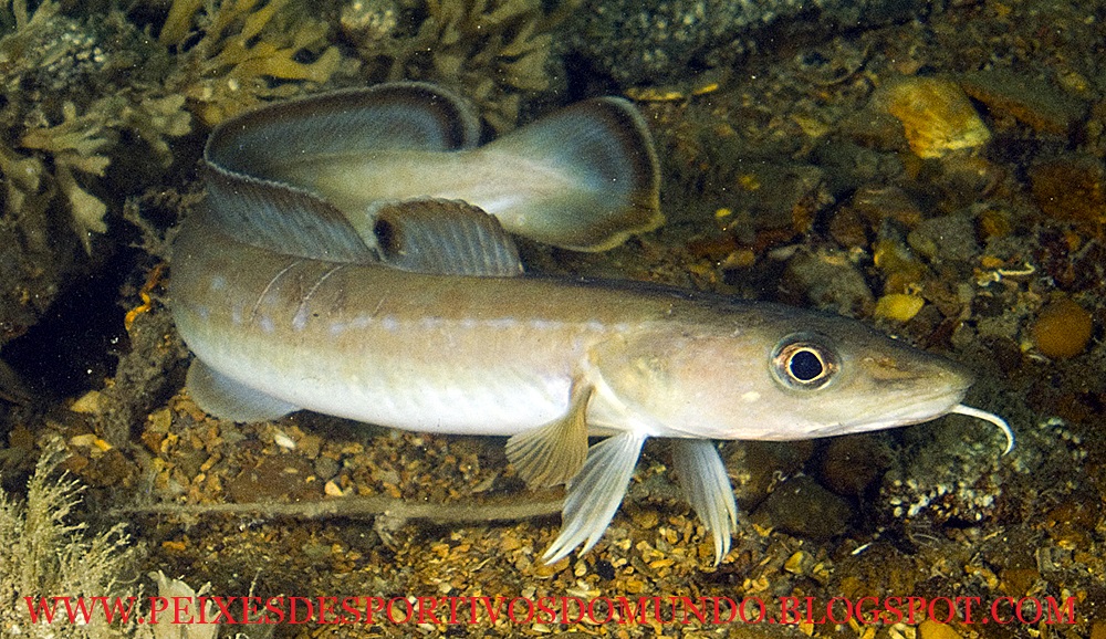 PEIXES DESPORTIVOS DO MUNDO: A MARUCA - Molva molva (Linnaeus, 1758)