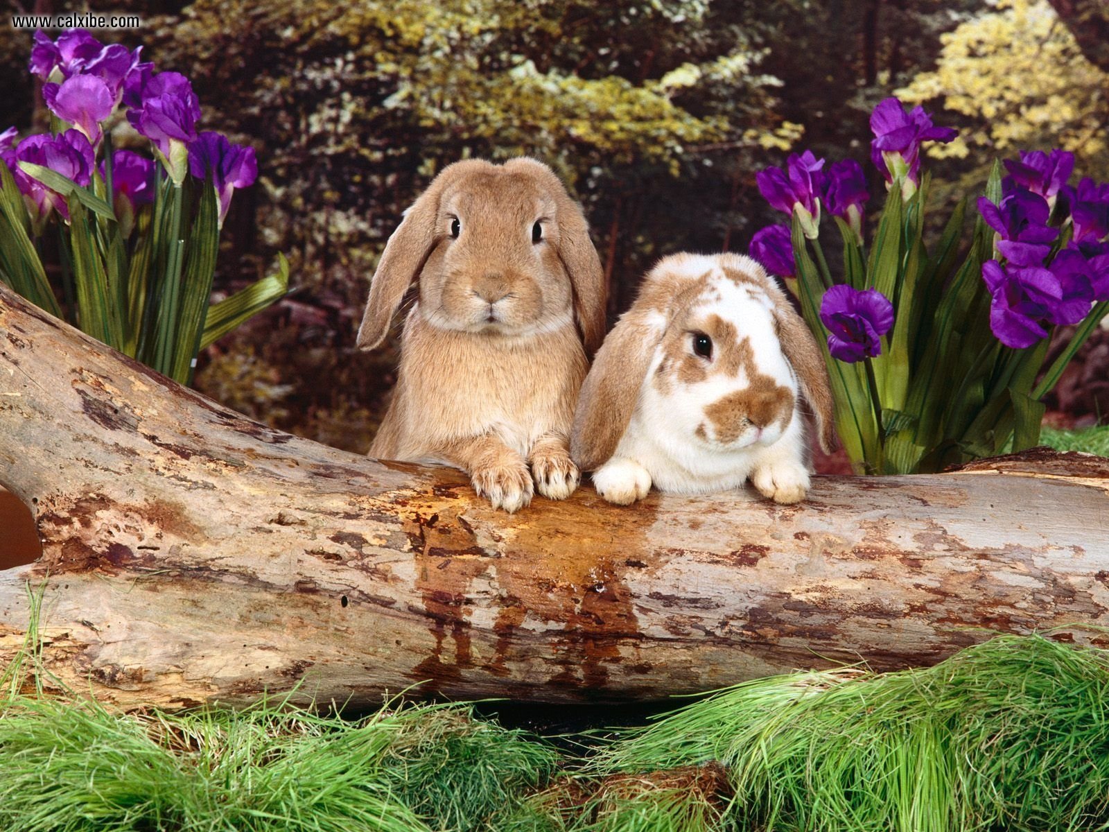 Bunnies and Rabbits facts