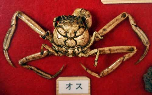 Gomineko Books: Next Call for Art Submissions! - Heikegani (Samurai Crabs)