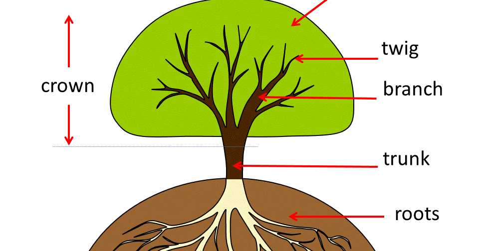 Main Parts Of A Tree And Their Functions - Design Talk
