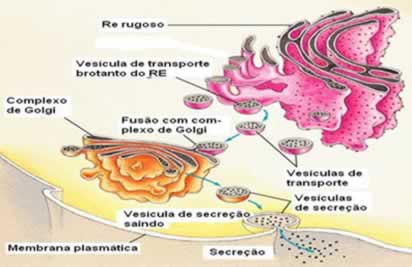 CITOPLASMA E ORGANELAS 1º ANO D: Complexo de golgi ou reticeuo