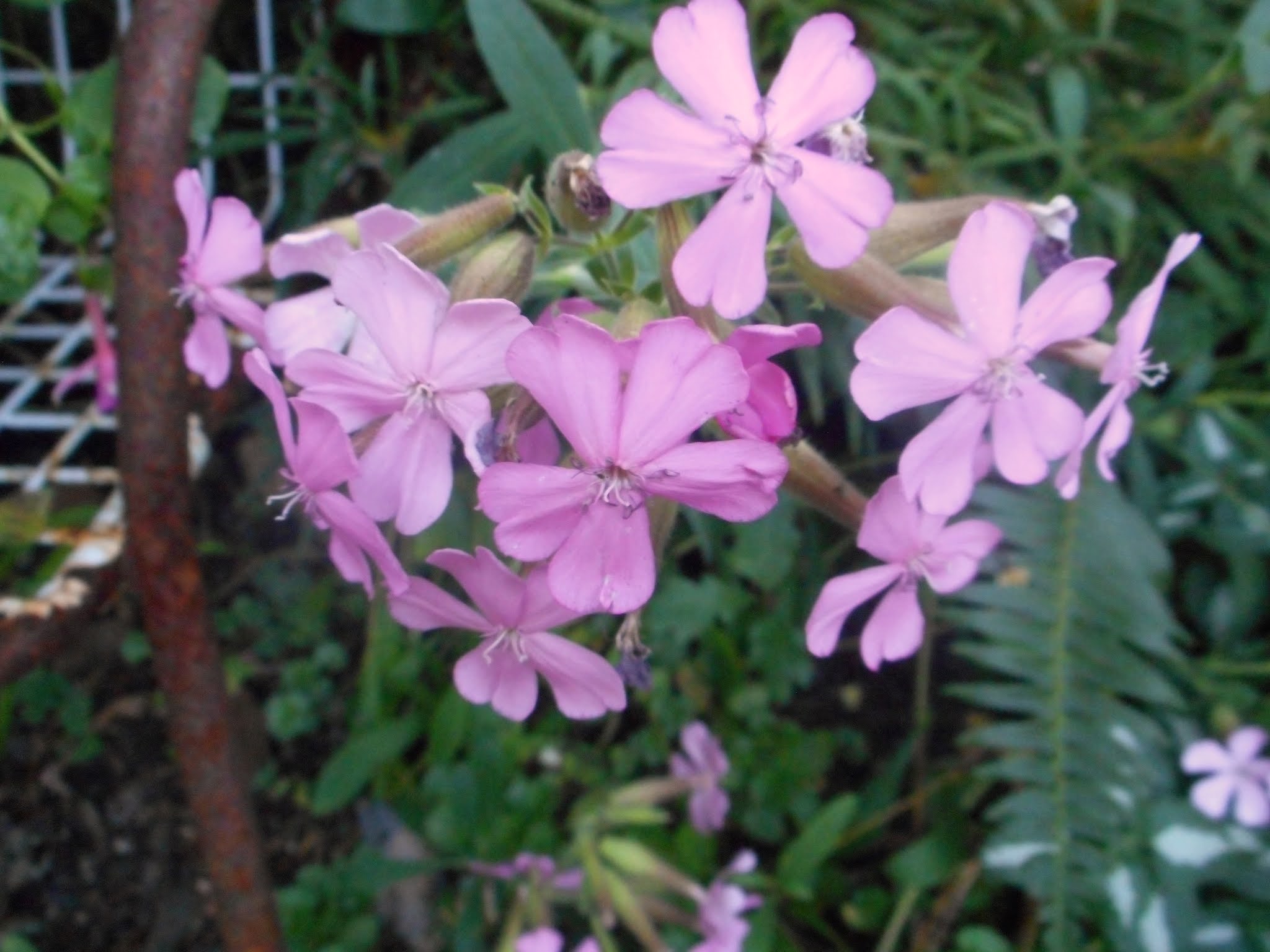 Gardening With Grace: Plant of the Week: Saponaria x lempergii 'Max Frei'