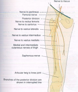 World Science Articles: Femoral nerve dysfunction