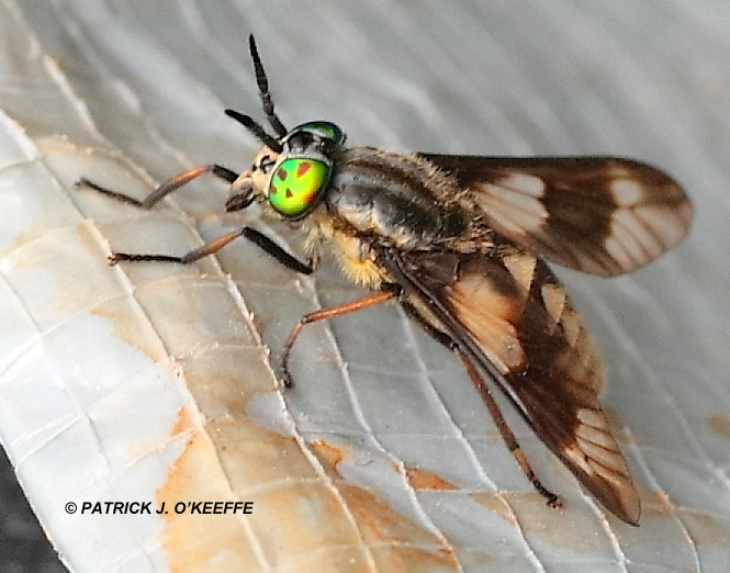 Raw Birds: TWIN LOBED DEERFLY (Chrysops relictus) Lullymore West Bog ...