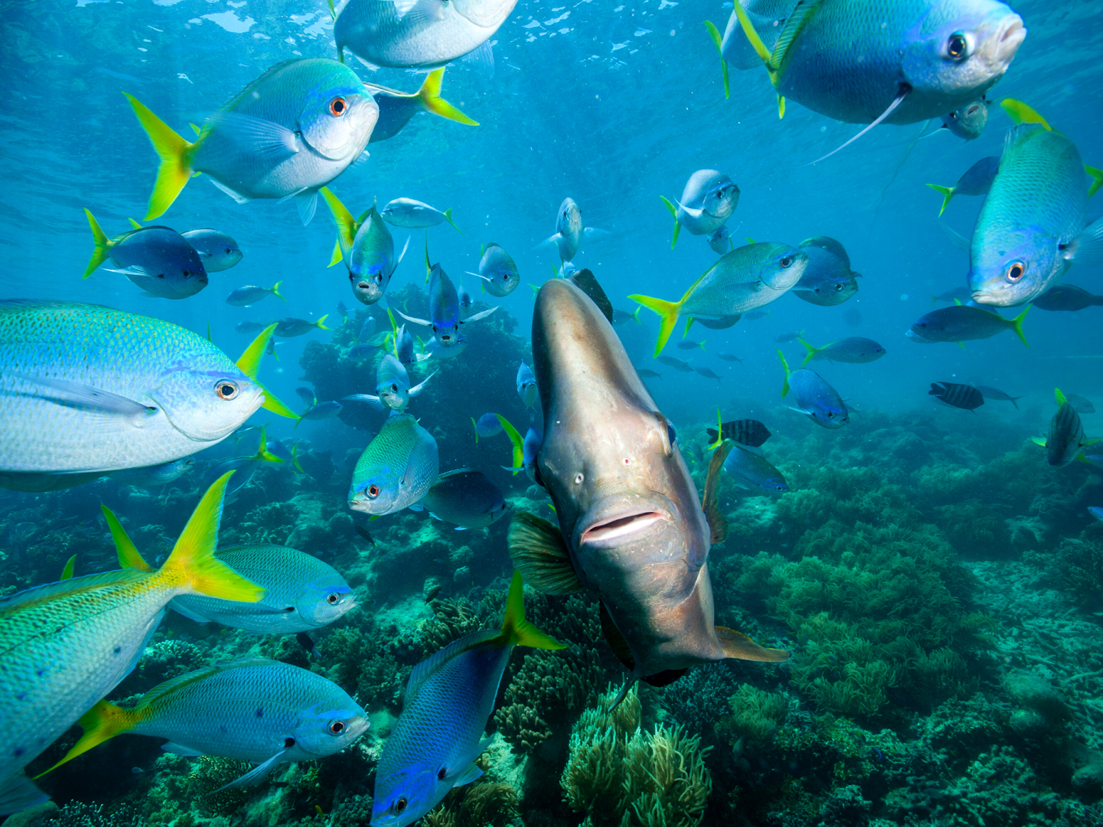 FOSSIL HUNTRESS: EVOLUTION OF FISH