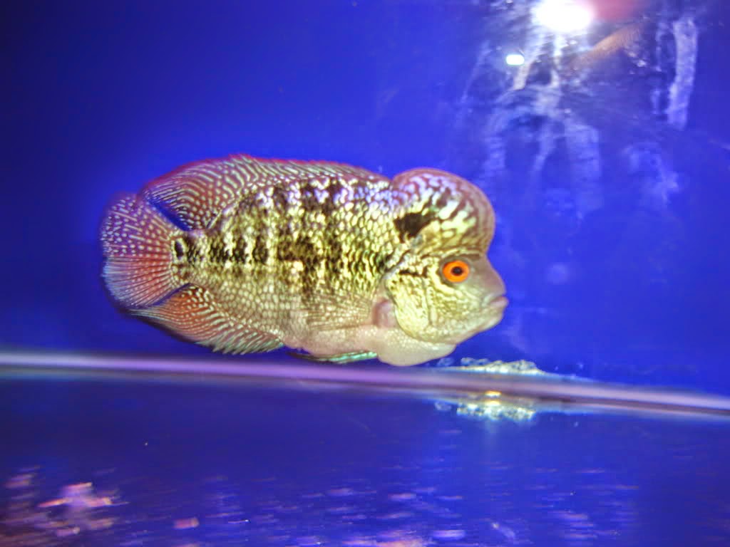 FLOWERHORN FISH photos - wallpapers (ανανεωμένο) | the fun bank