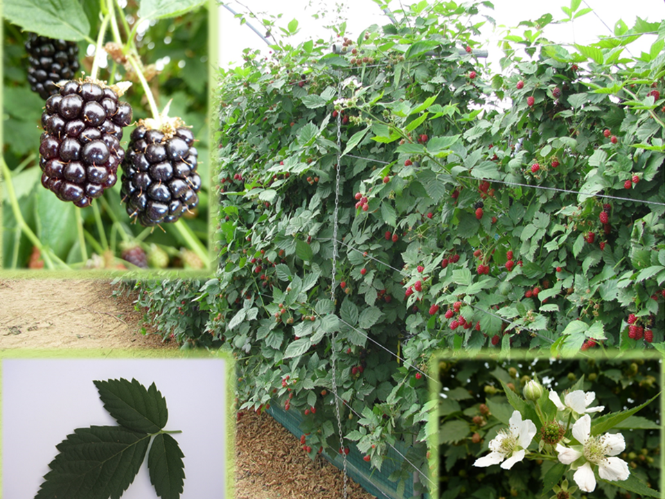 La zarzamora, un gran desconocido de la producción agrícola española ...