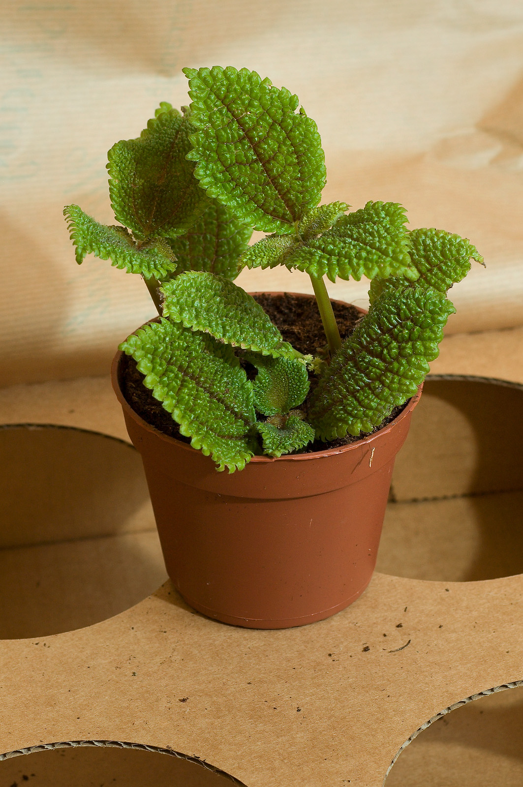 Pilea involucrata - Friendship plant care and culture | Travaldo's blog