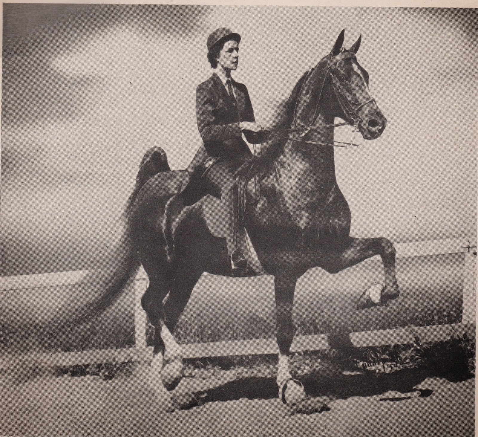 The American Saddlebred: June 2014