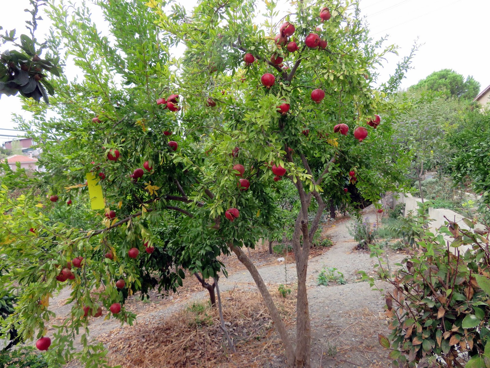 Cittaslow Botanik Park: HER DERDE DEVA BİR MEYVE NAR