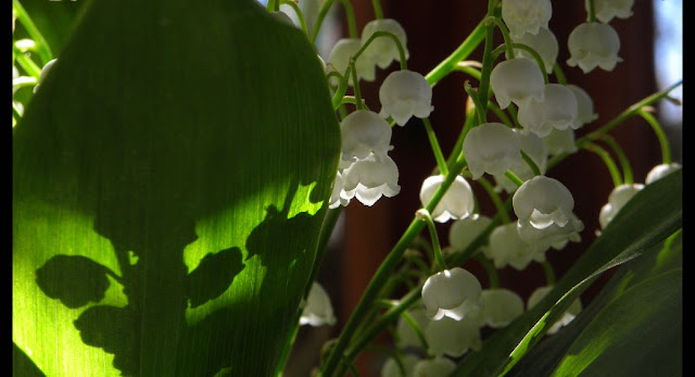 Halo Efekti: Kielo, Lily of the valley, Convallaria majalis - Suomen ...