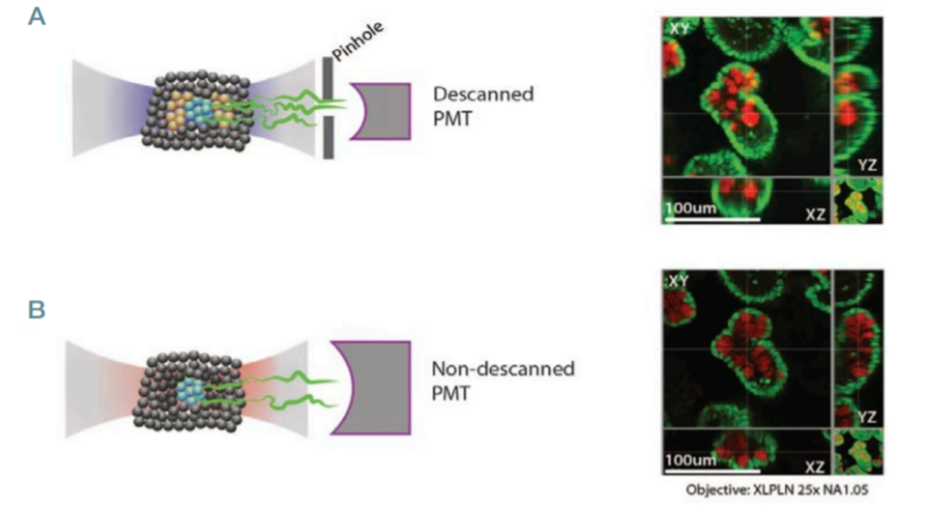 Breakthrough in Live Cell Microscopy of 3D Cellular Models ...