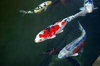 Greek Aquaponics Ενυδρειοπονία: Μαρτίου 2012
