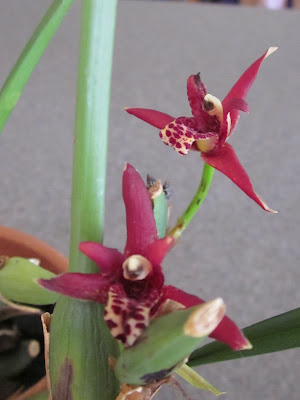 Orchids and Ikebana: April 2012
