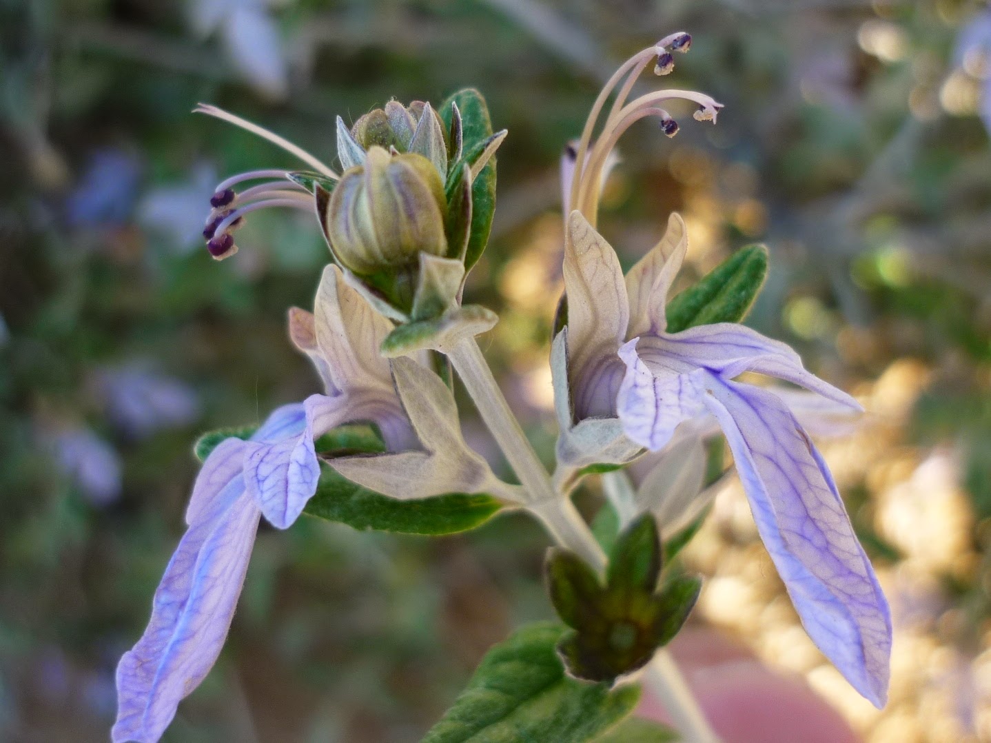 Flores y plantas silvestres: " Teucrium fruticans ". Teucrio, Olivilla ...