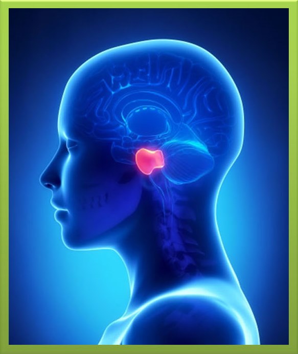 Protuberancia Anular ~ Biopsicosalud