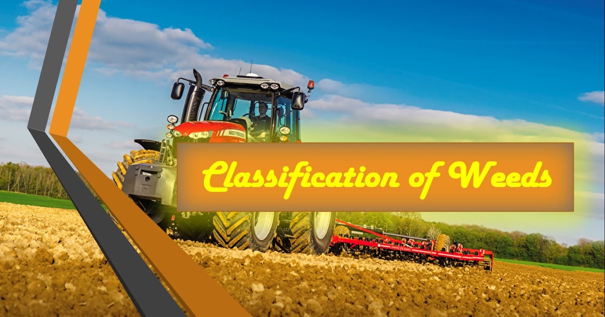 Lecture 5 Classification of Weeds