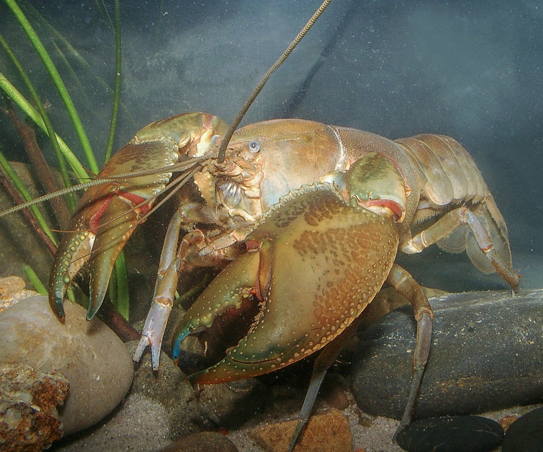 Species New to Science: [Crustacea • 2021] Cherax latimanus • A New ...