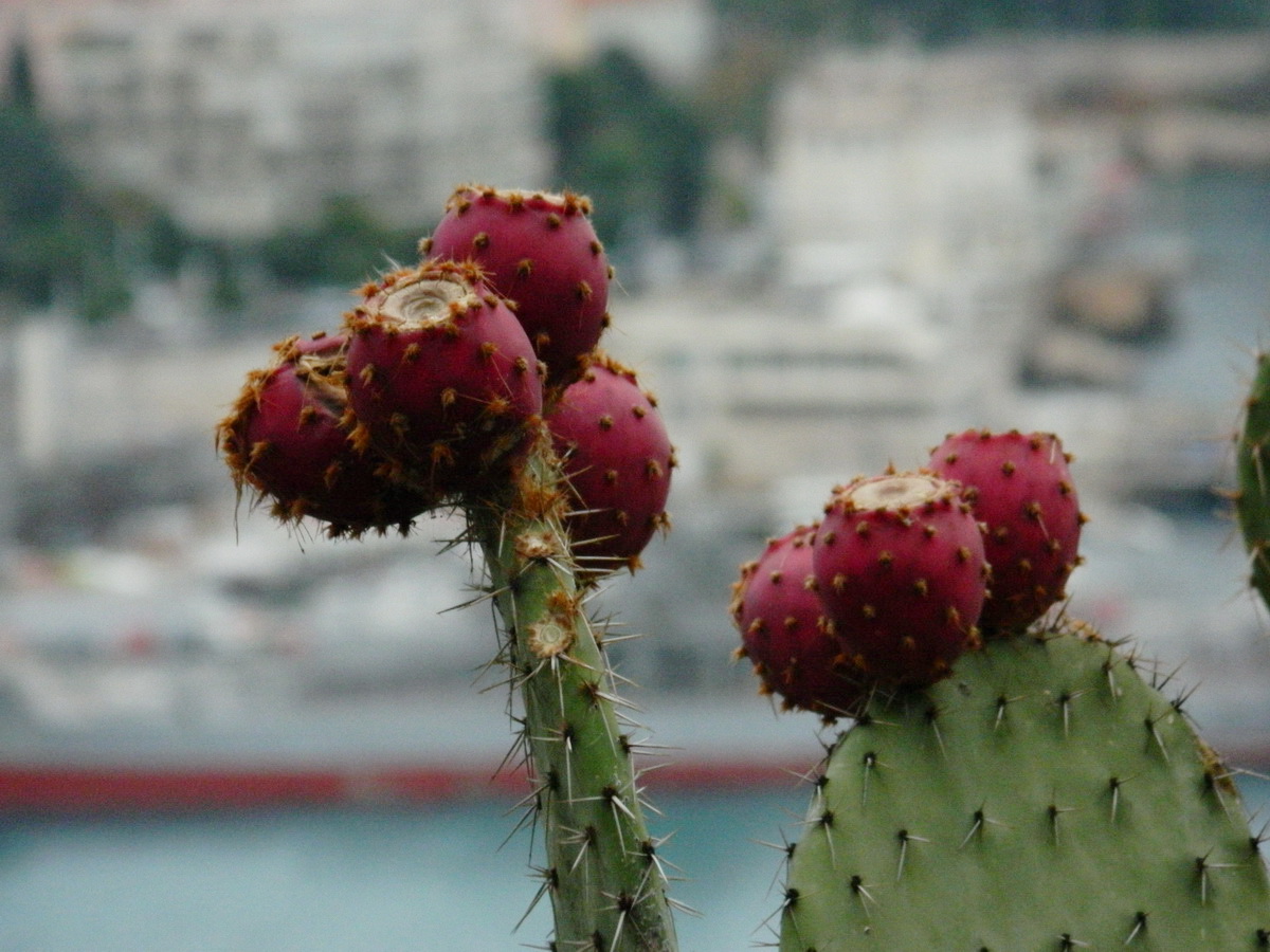 LA MULTI ANI, ROMANIA!: Fructe de cactus