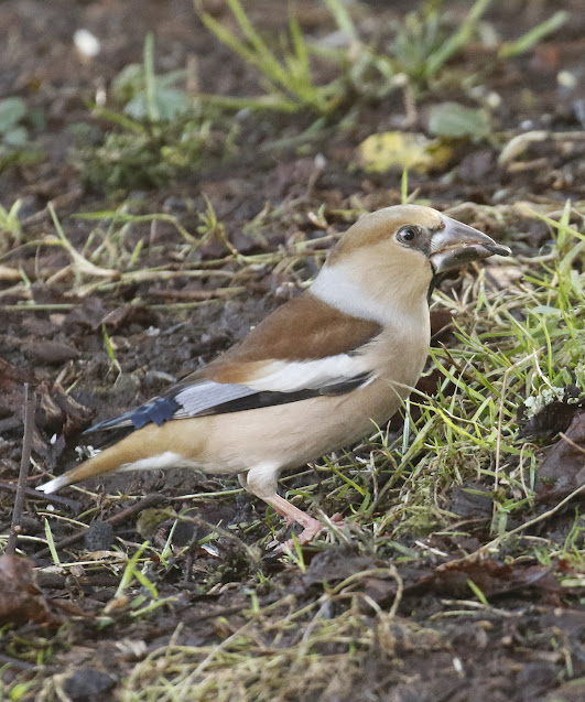 Black Audi Birding: Hawfinches in the Forest of Dean 25th January 2018