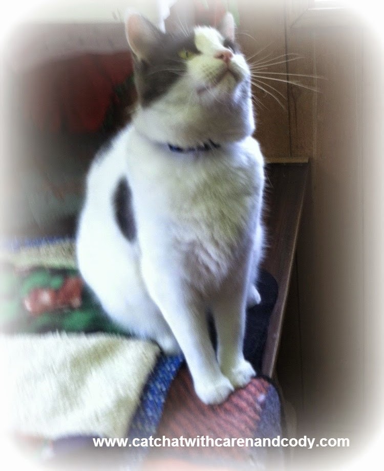 Cat and DOG Chat With Caren: How to Photograph and Groom Shelter Cats ...