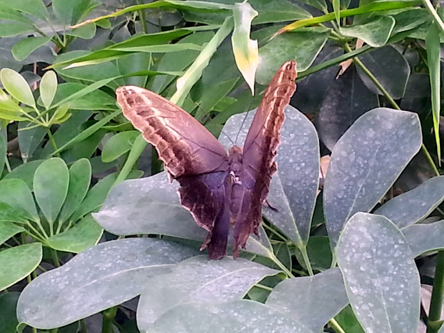Podróżujemy po Polsce i nie tylko...: TROPIKALNE MOTYLE - FARMA MOTYLI ...