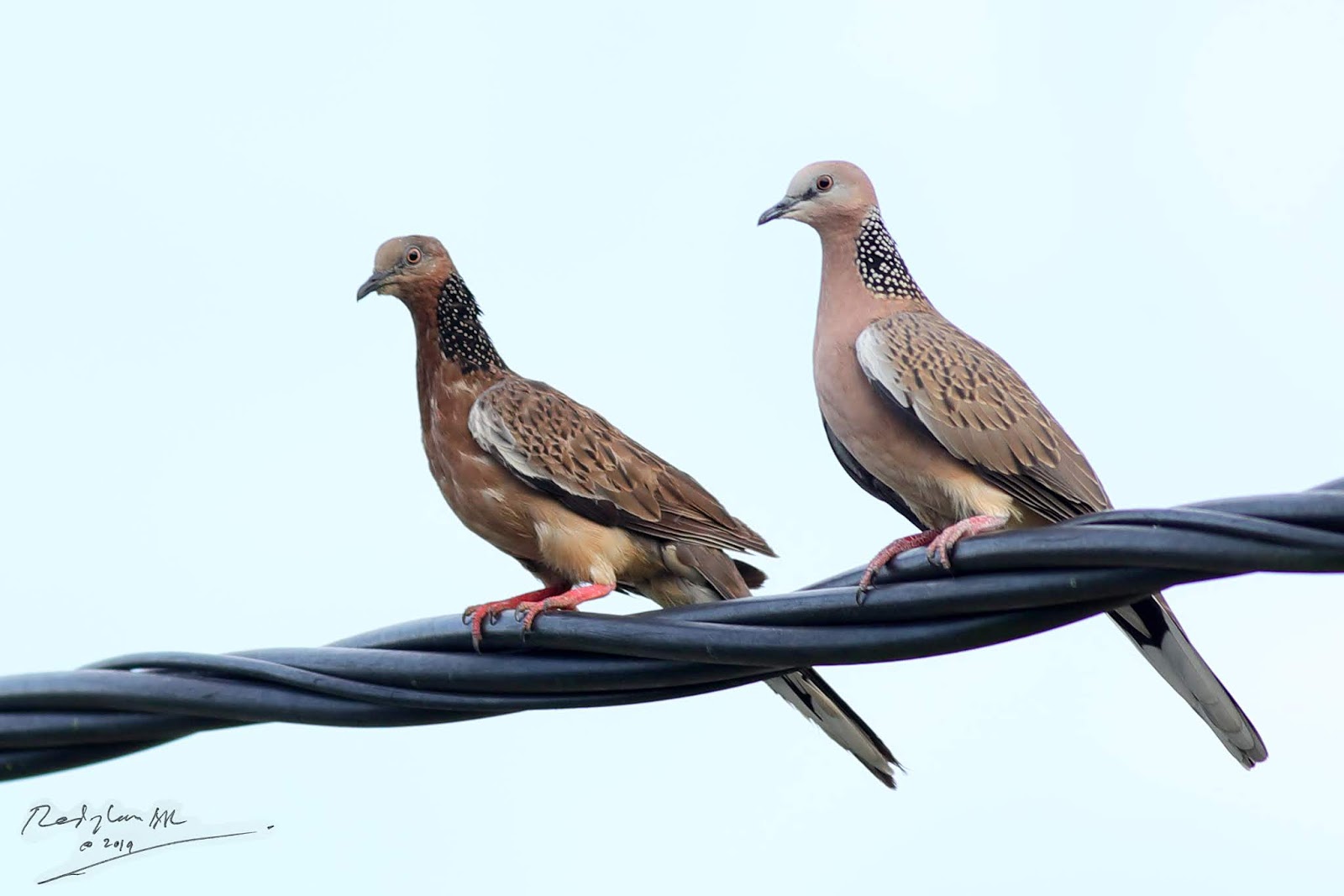 Birds and Nature Photography @ Raub: Spotted Dove - courtship mating