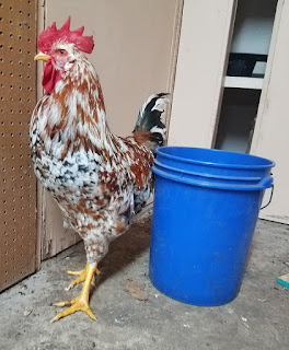 Aloha Chickens: Aloha Chicken Breed Standard