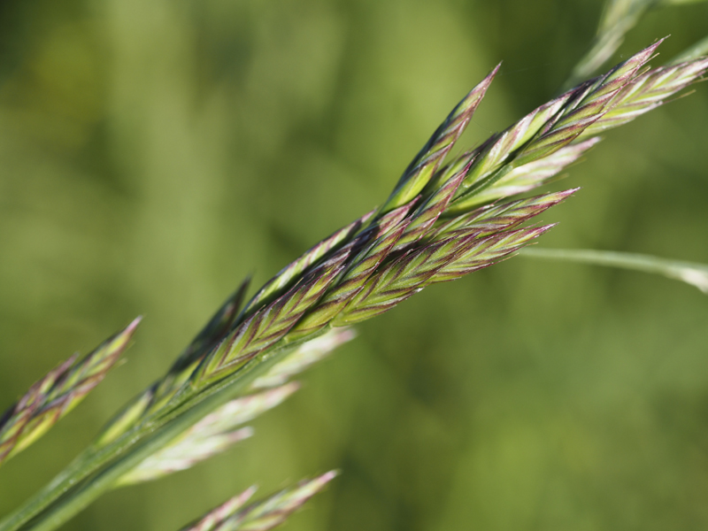 Paseos por la naturaleza: Festuca arundinacea. Festuca alta.
