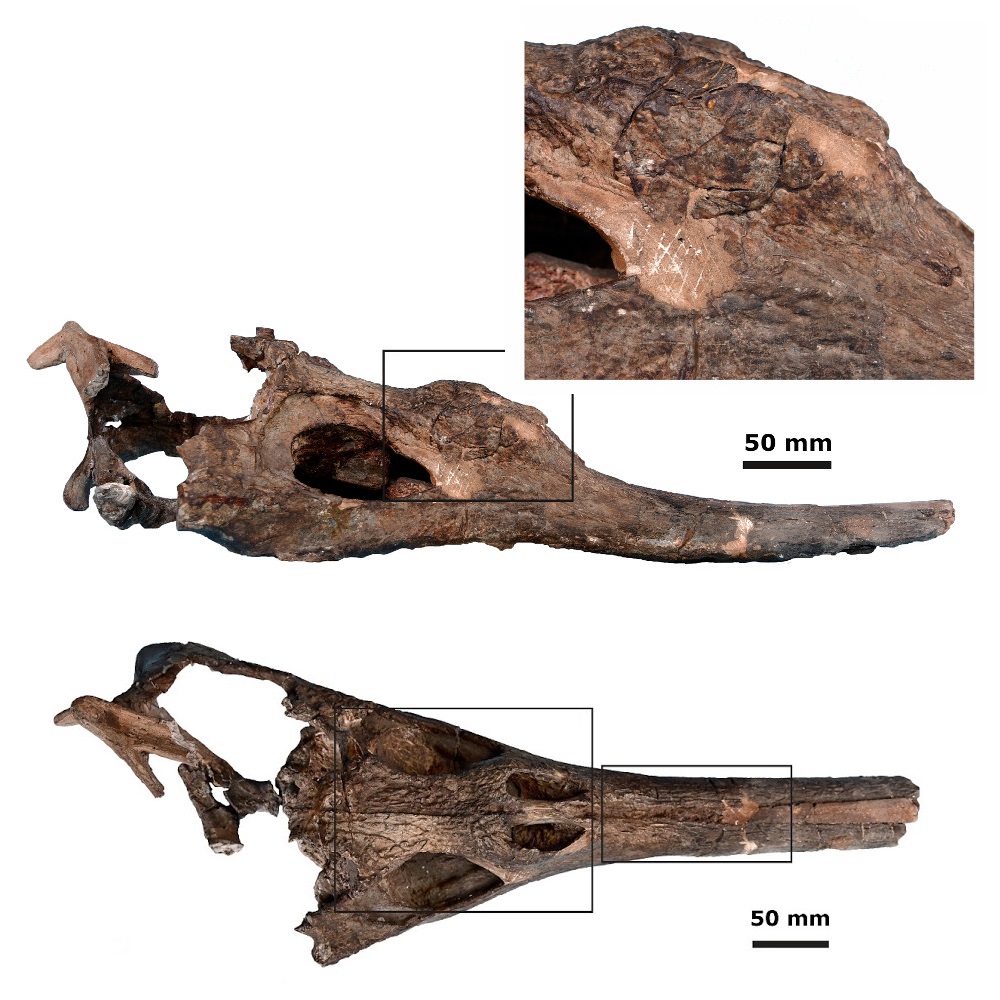 Species New to Science: [Paleontology • 2020] Volcanosuchus statisticae ...