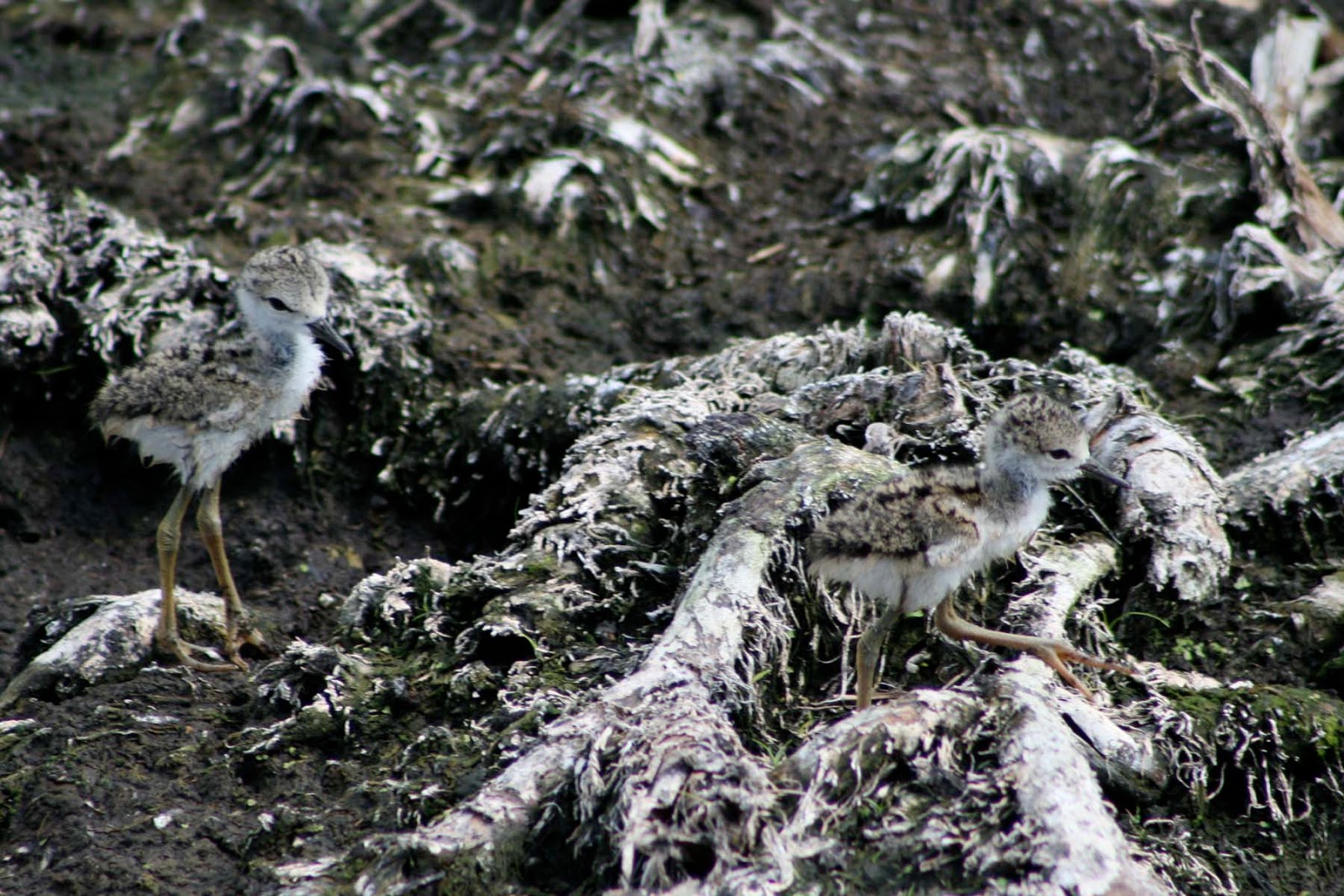 Hipster Birders: Featured Feathered Friend: Baby Edition! - Black ...