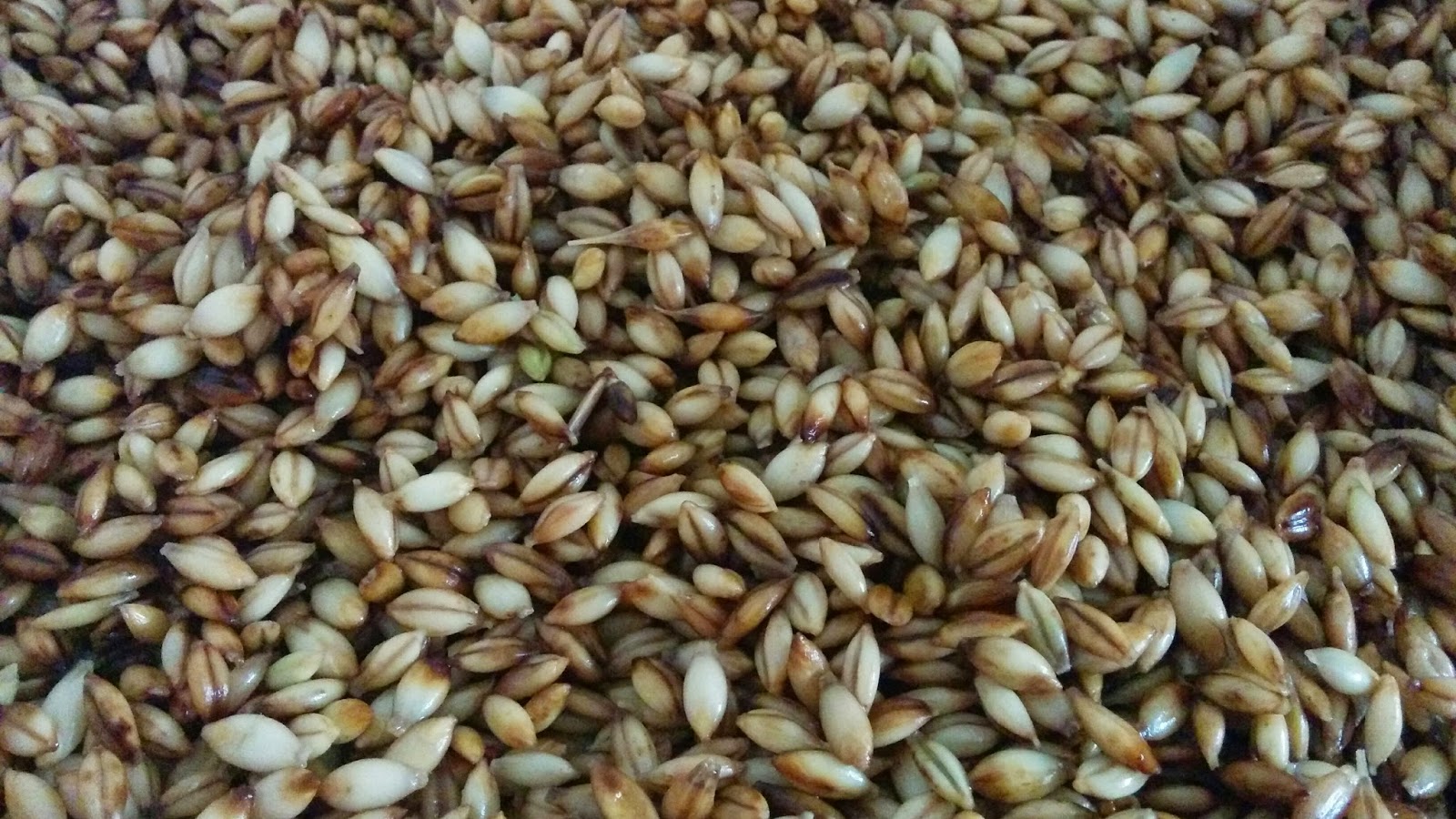 Cervezal: Malteando cebada