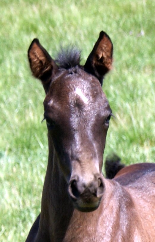 La Tria - Endurance: Poltre de la Canelle Rio
