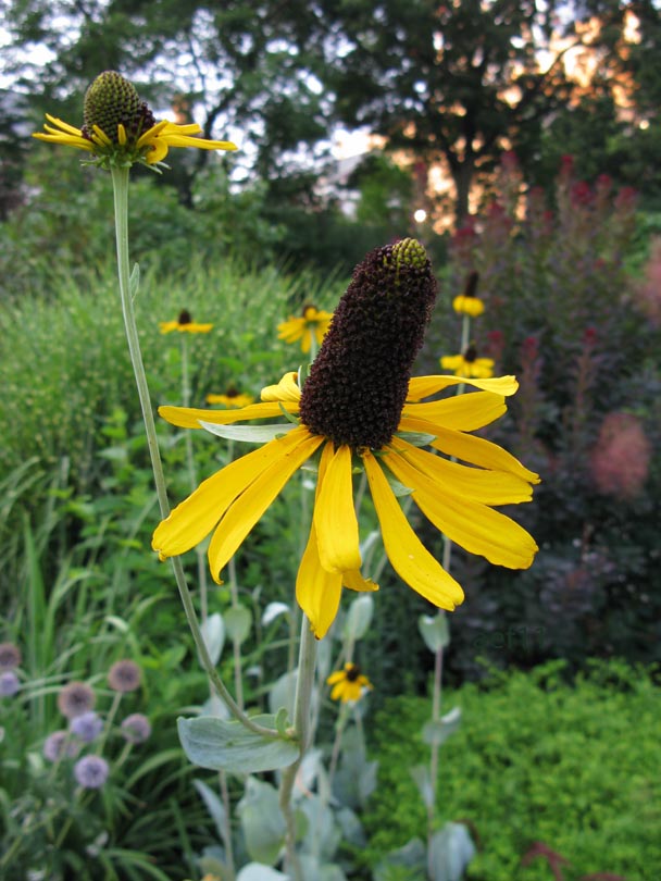 arborboy: Plant ID: Rudbeckia maxima