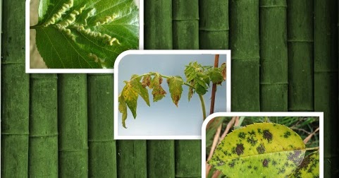 Plant pathogens principles of plant pathology