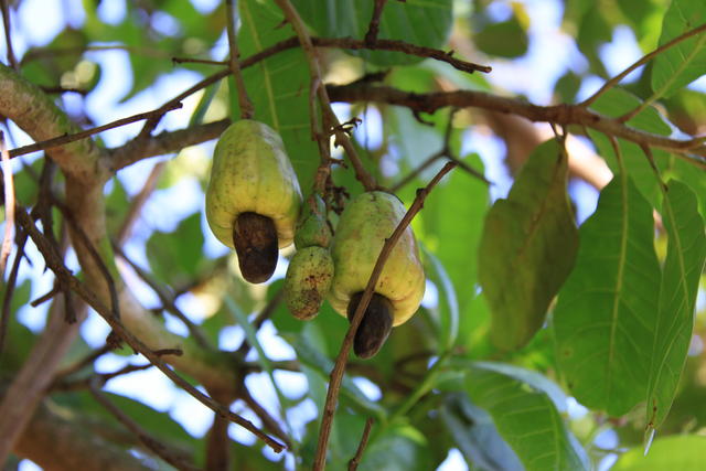 Cerita Rakyat 2 u: Kenapa gajus biji di luar?