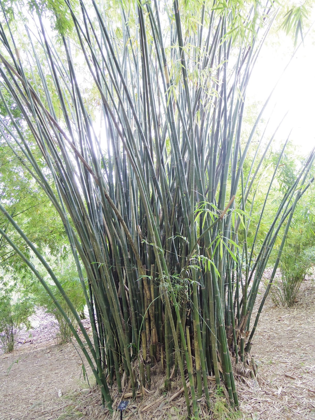 Boonthammee Bamboo Garden (BBG) — สวนไผ่บุญธรรมมี: Bambusa tulda ...