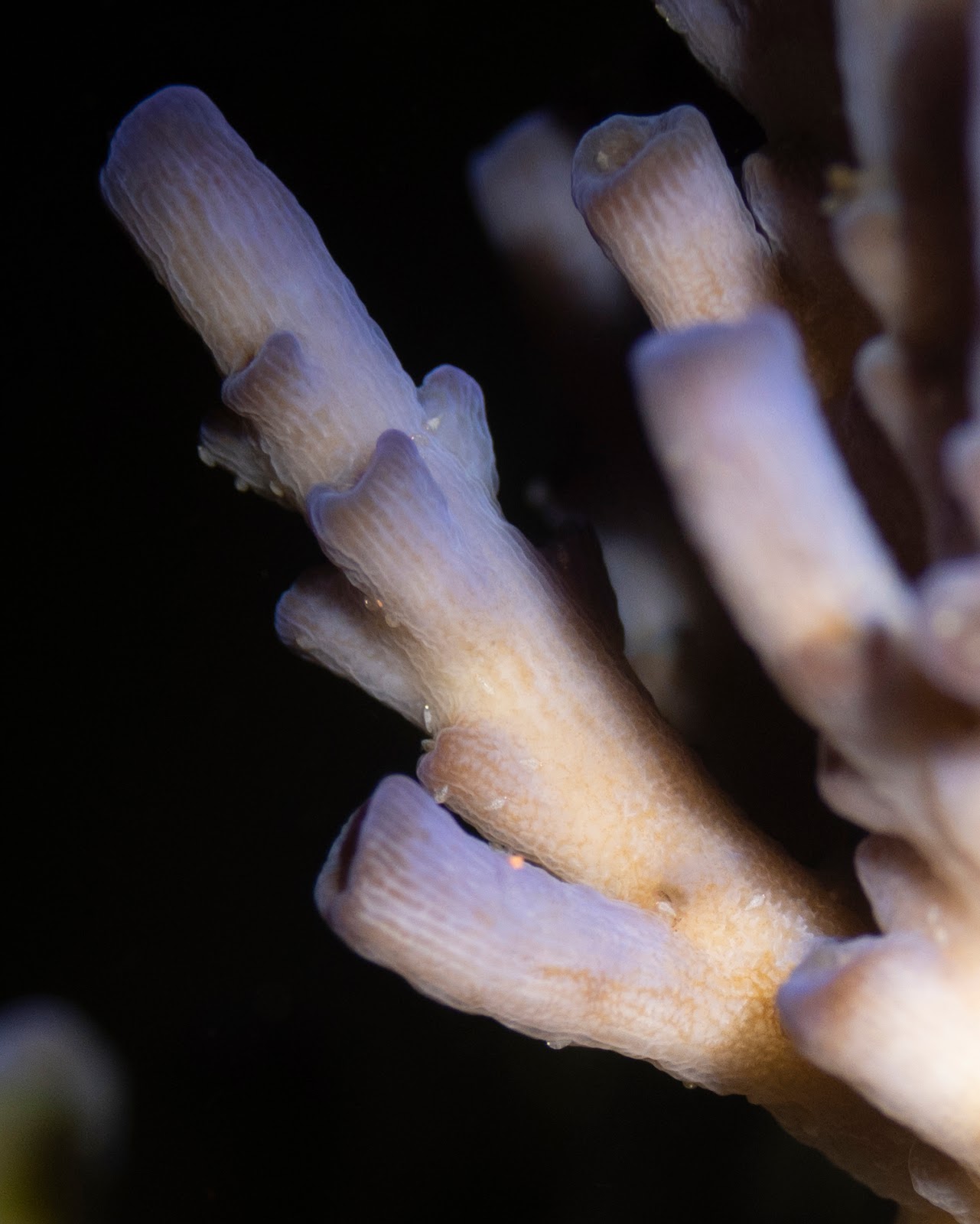 Black Bugs - An Acro keepers worst nightmare? | Page 4 | Reef2Reef