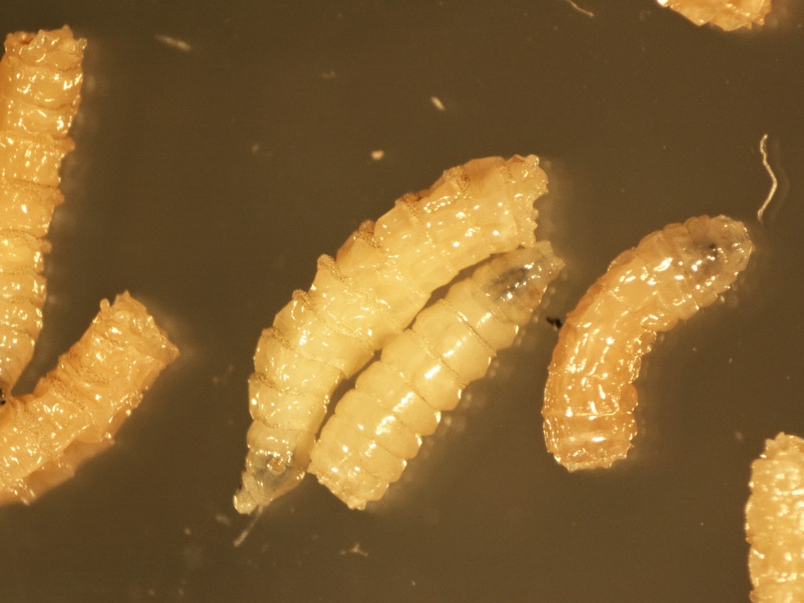 Termite Larvae Vs Maggots