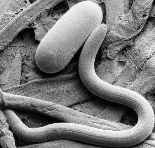 MENGENAL CACING KREMI - MELEK PERIKANAN